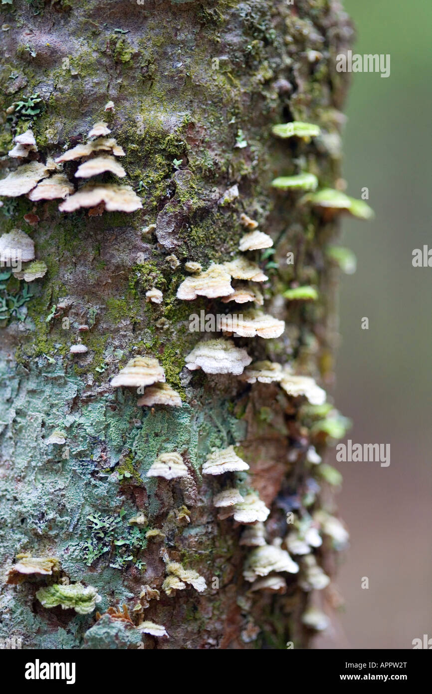 strange fungus grows on tree trunk in forest Stock Photo - Alamy