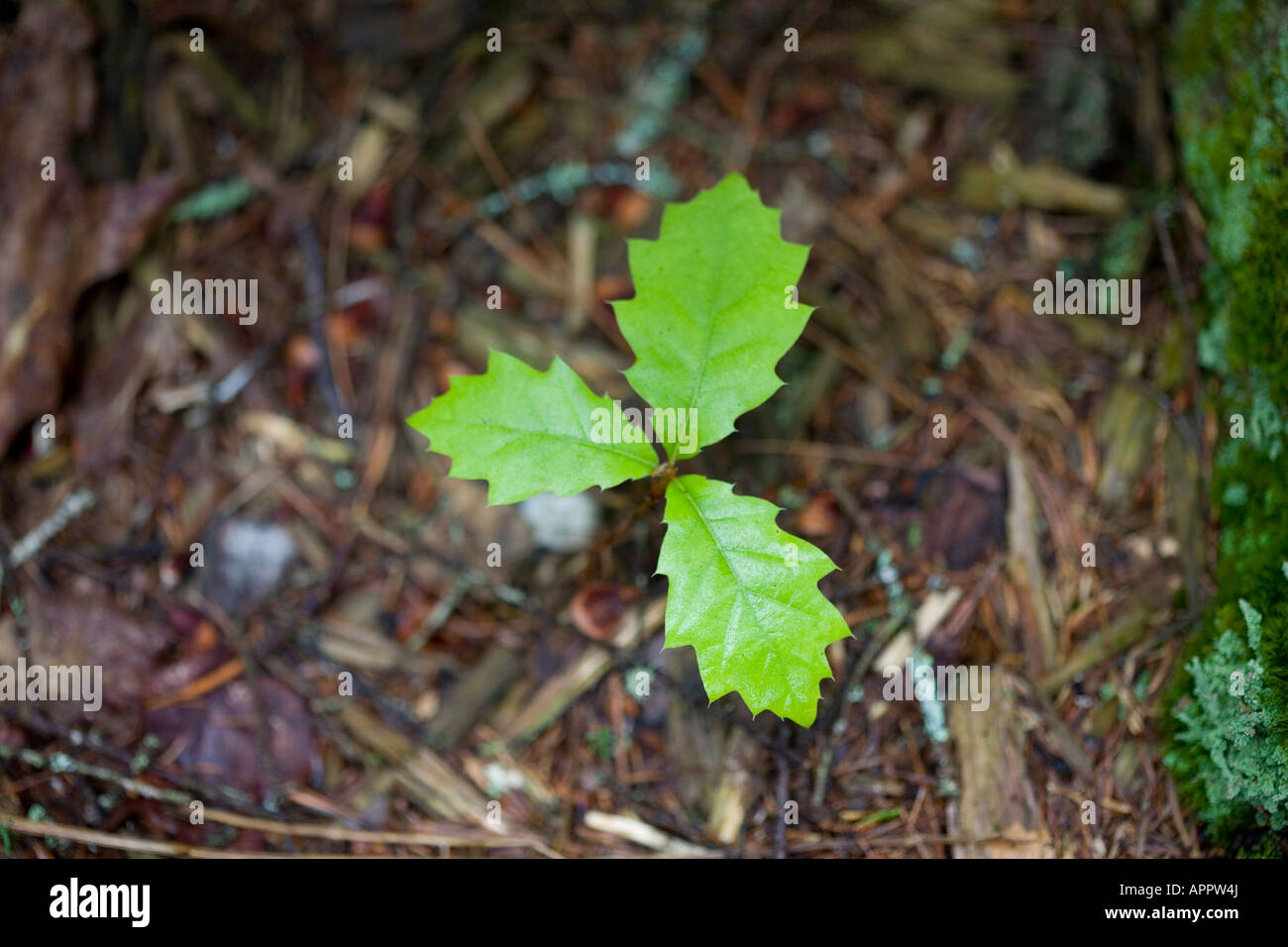 Serrated leaf hi-res stock photography and images - Alamy