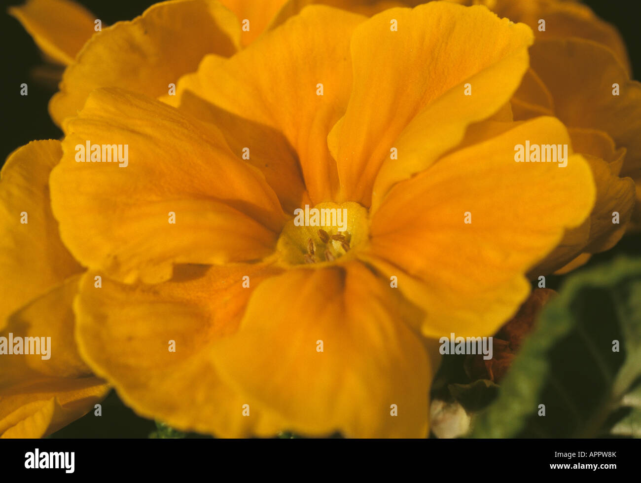 Primula vulgaris shades of yellow simple and seductive Stock Photo - Alamy