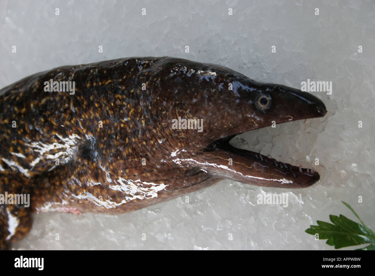 Fresh Fish poisson frais on Market from sea mediterranee Omega 3 oils ...