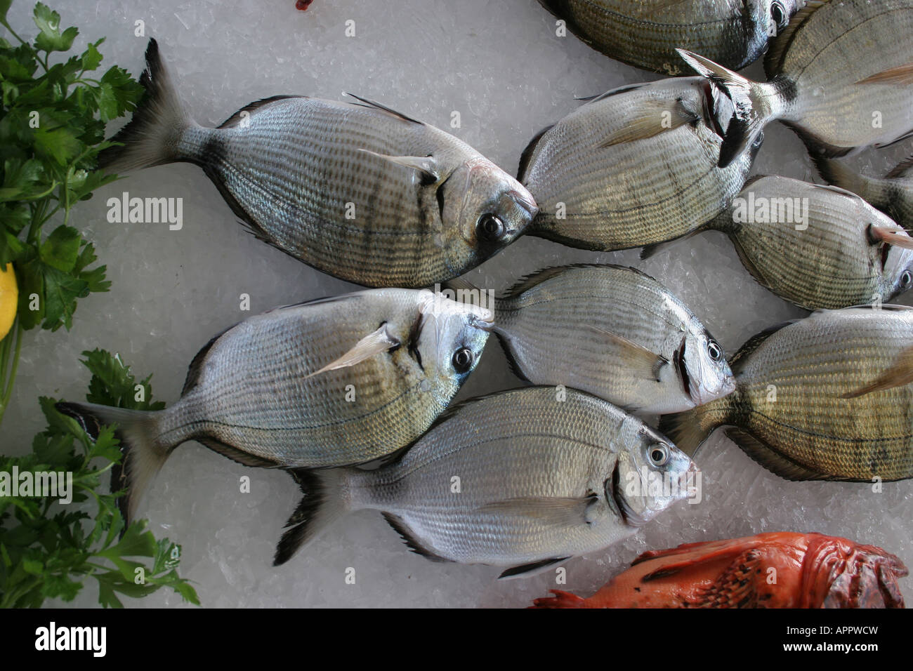 Fresh Fish poisson frais on Market from sea mediterranee Omega 3 oils ...