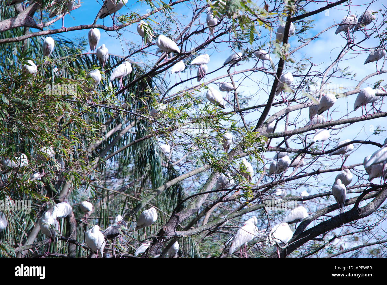 flock of white ibis in tree Stock Photo - Alamy