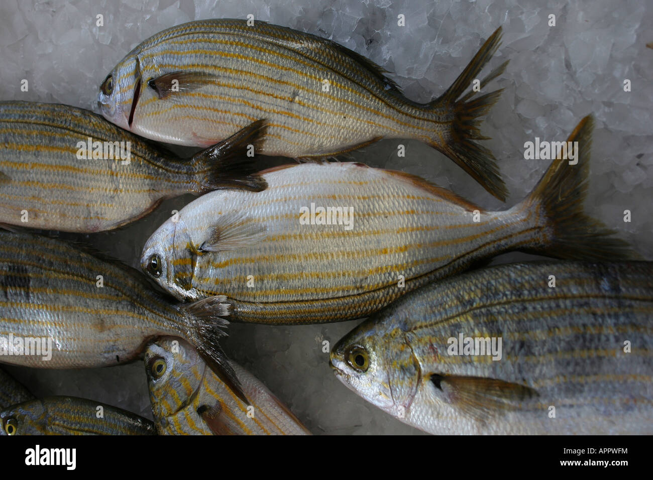 Fresh Fish poisson frais on Market from sea mediterranee Omega 3 oils ...