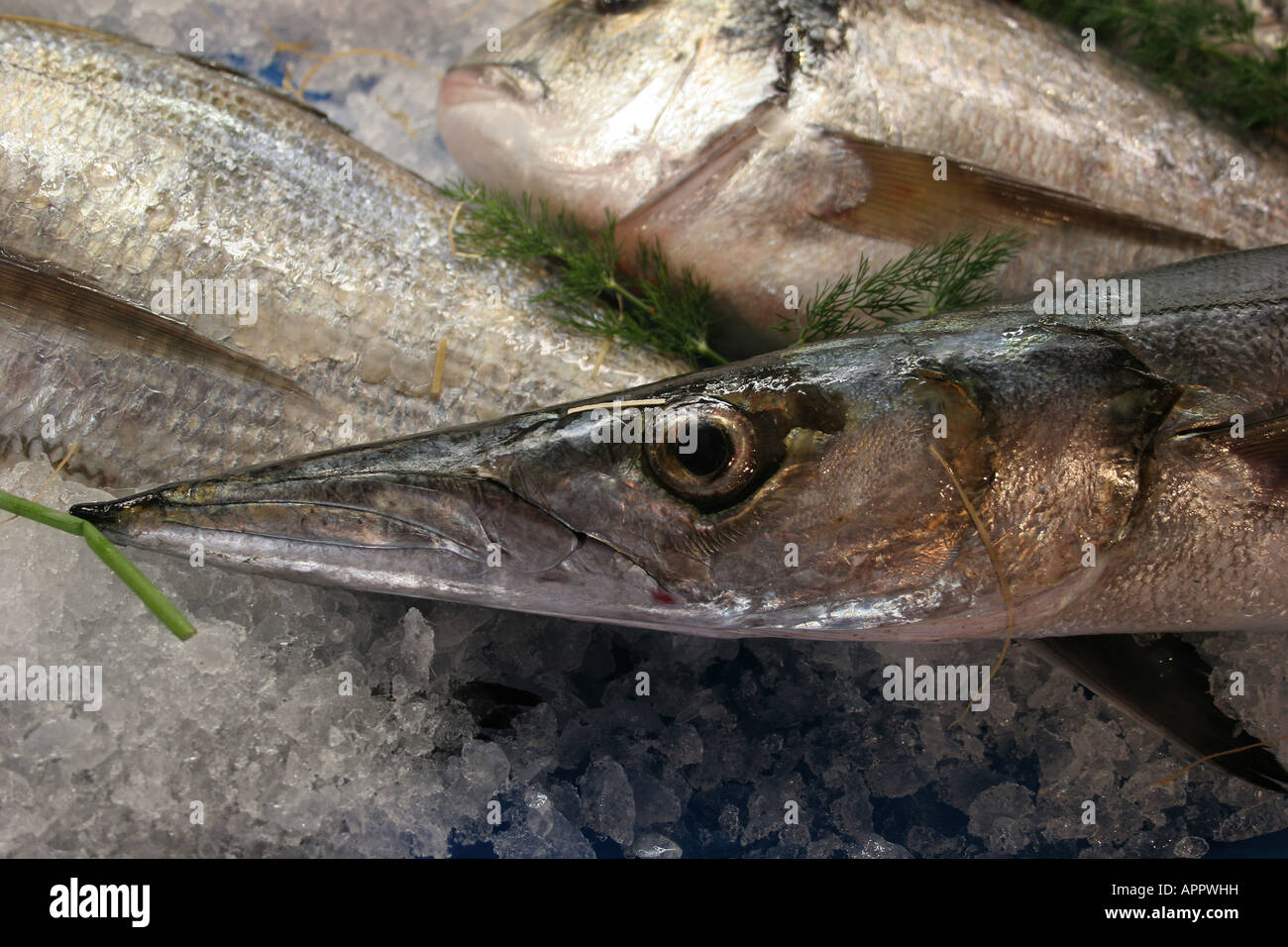 Fresh Fish poisson frais on Market from sea mediterranee Omega 3 oils ...