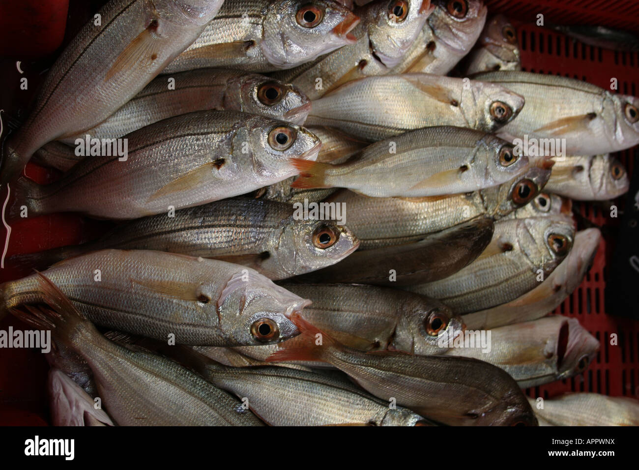 Fresh Fish poisson frais on Market from sea mediterranee Omega 3 oils ...