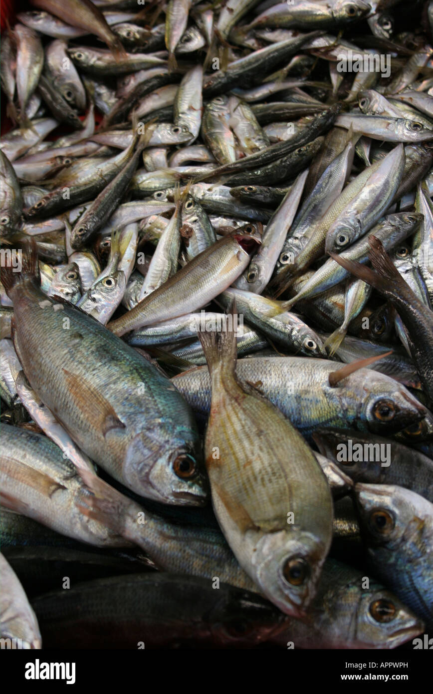 Fresh Fish poisson frais on Market from sea mediterranee Omega 3 oils ...