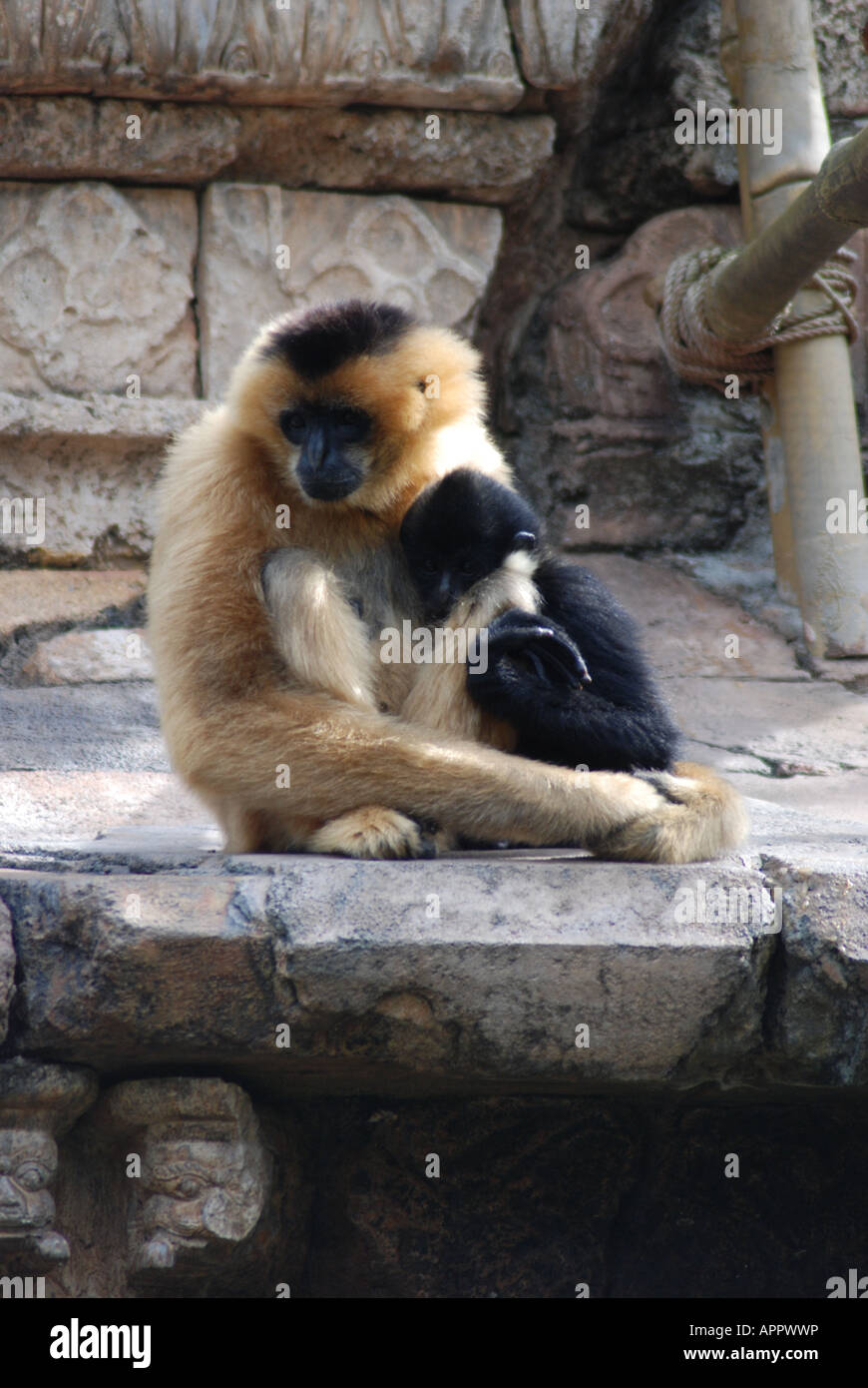 parent and baby monkey sitting and cuddling together Stock Photo - Alamy