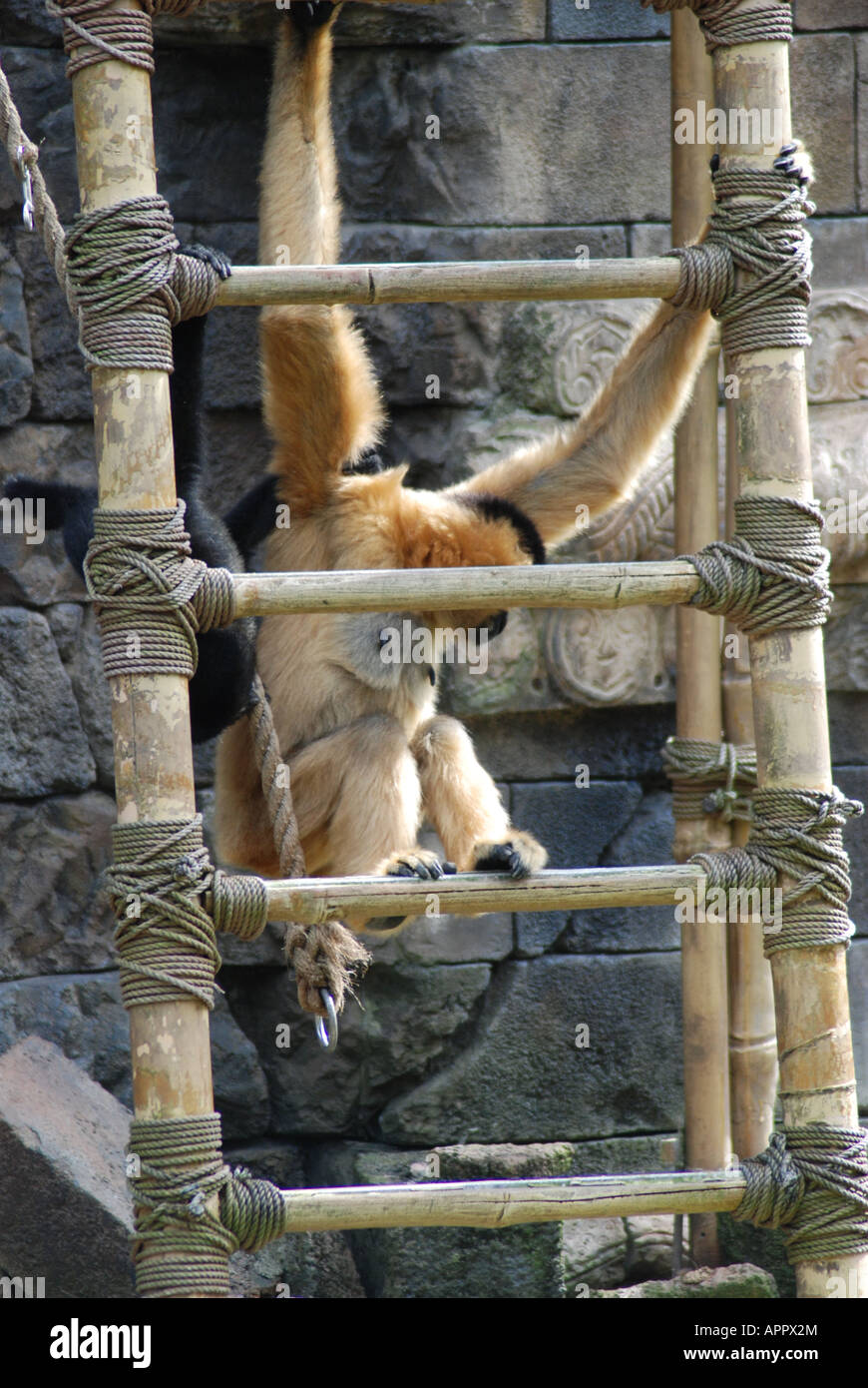 Monkey Ladder Stock Photos & Monkey Ladder Stock Images - Alamy