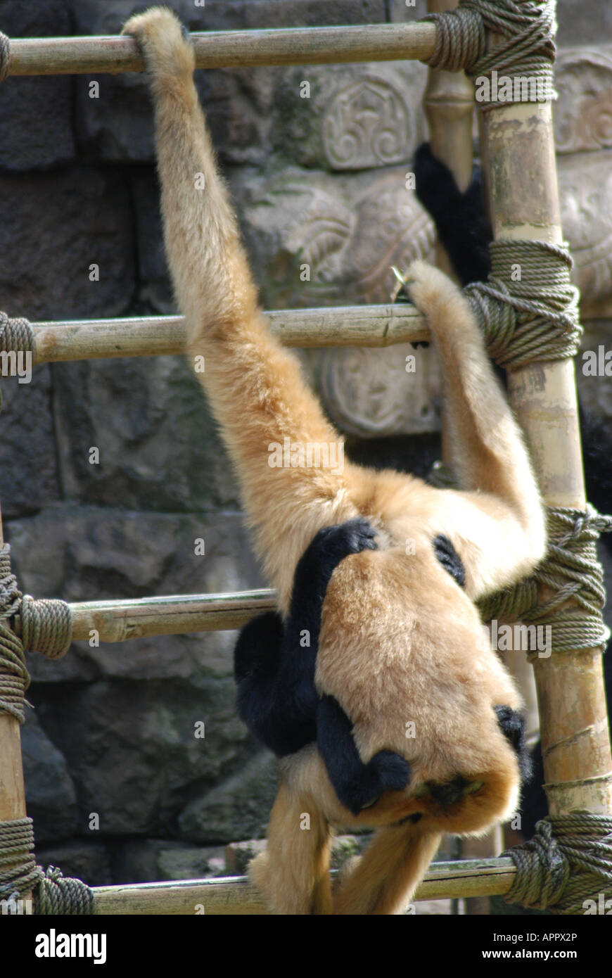 baby and parent monkey climbing bamboo ladder Stock Photo - Alamy
