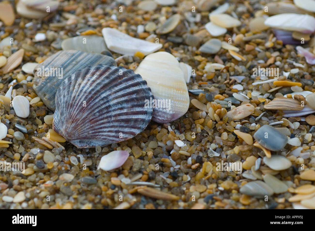 A grouping of shells on the beach in the Outer Banks NC Stock Photo - Alamy