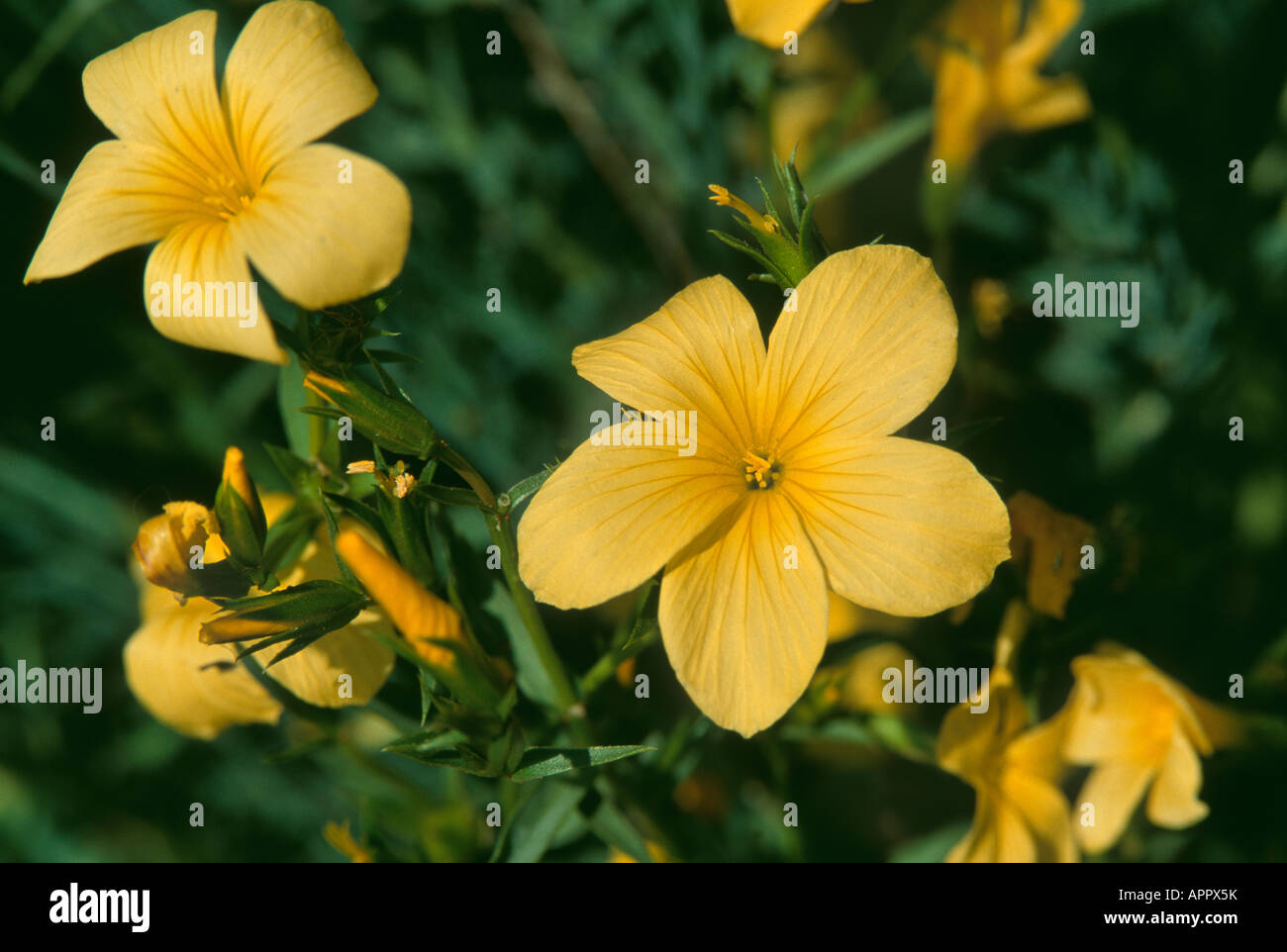 Linum campanulatum yellow saucer shaped Stock Photo - Alamy