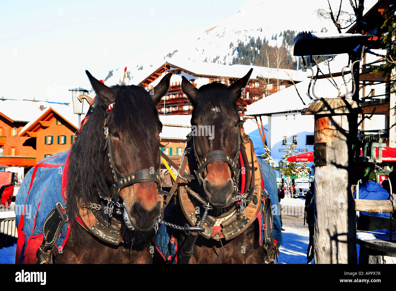 Lech austria horse hi-res stock photography and images - Alamy