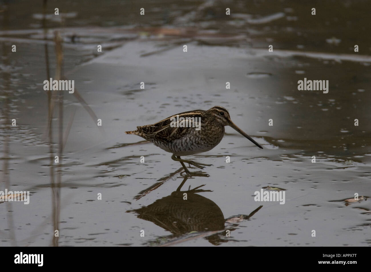 Pool snipe hi-res stock photography and images - Alamy