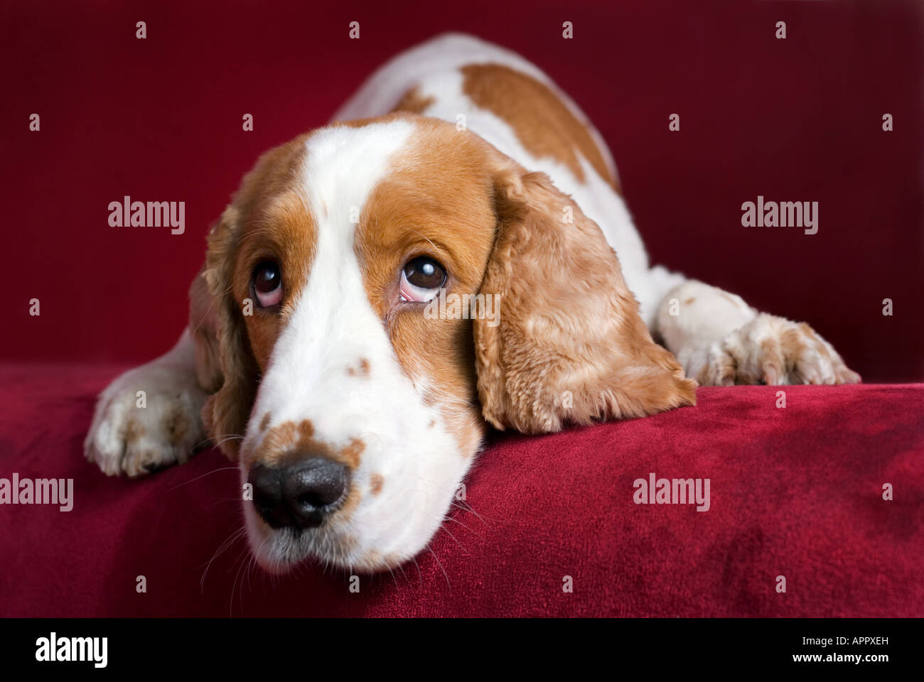 Cocker spaniel colors hi-res stock photography and images - Alamy