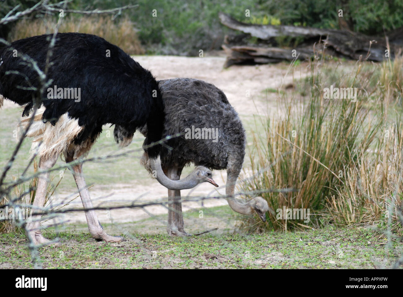 2 emus eating grass Stock Photo - Alamy
