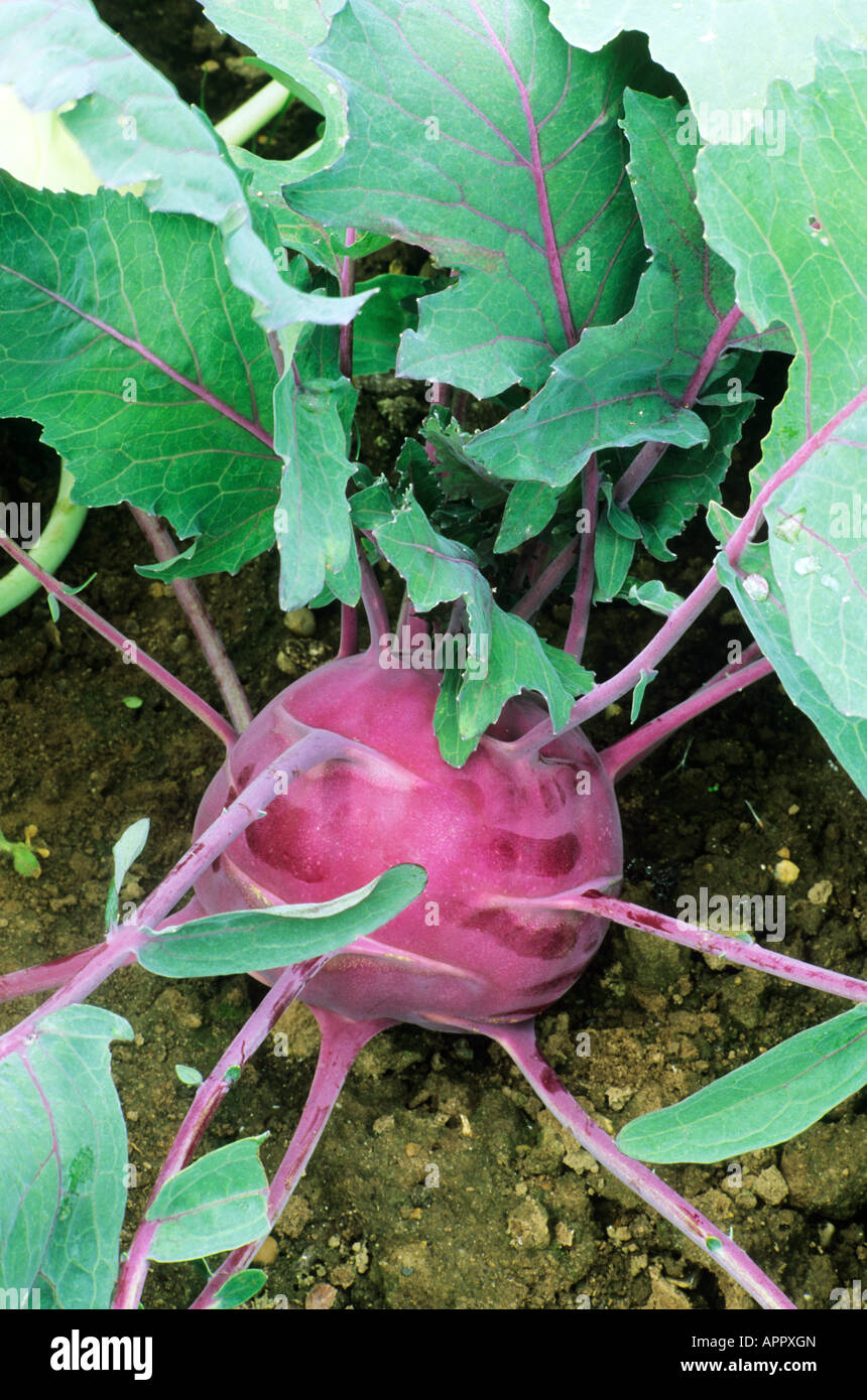 Kohl Rabi Kohlrabi Purple Vienna growing vegetable garden plant healthy ...