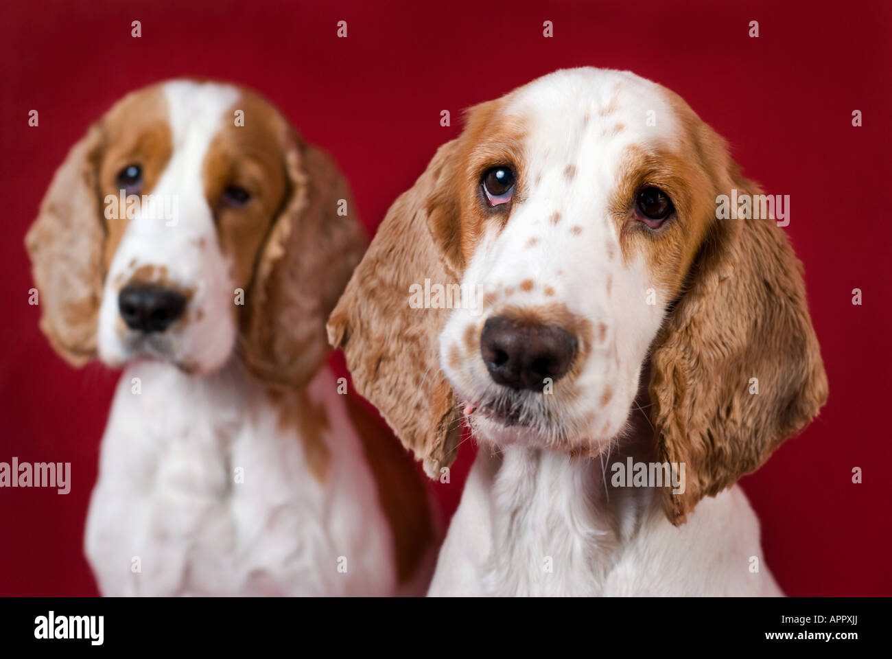 Two Cocker Spaniels. Selective focus on the eyes Stock Photo - Alamy