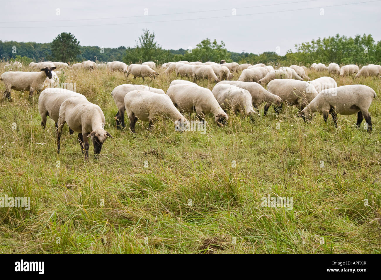 German sheep hi-res stock photography and images - Alamy