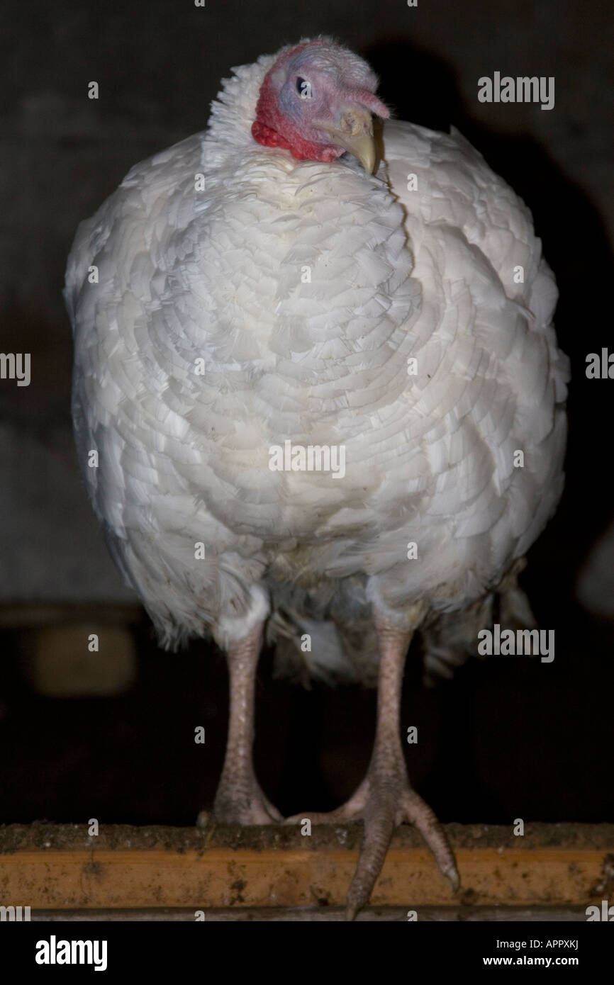TURKEY BROAD CHESTED WHITE PERCHING FRONT VIEW Stock Photo - Alamy