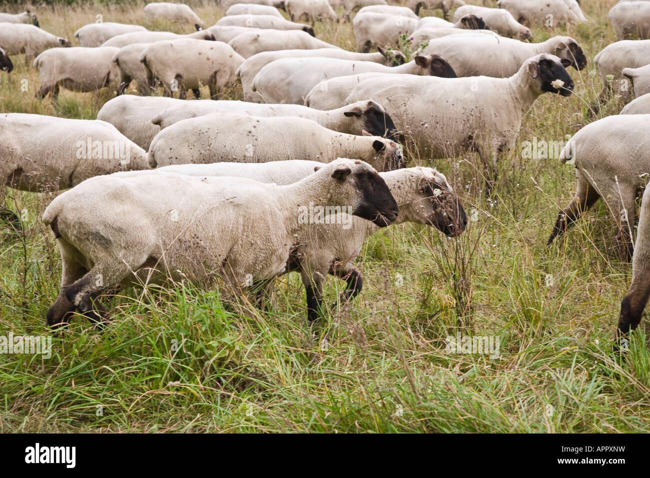 German Blackheaded Mutton sheep, meat and wool variety / type Stock ...