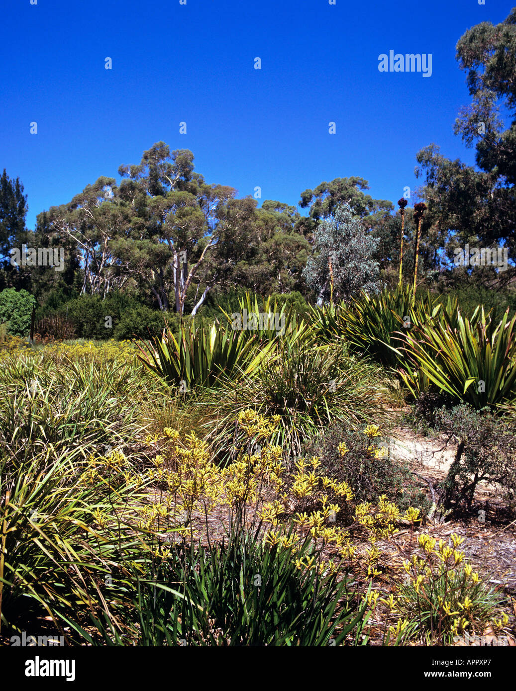 Native plants in the National Botanic Gardens the gardens on the lower ...