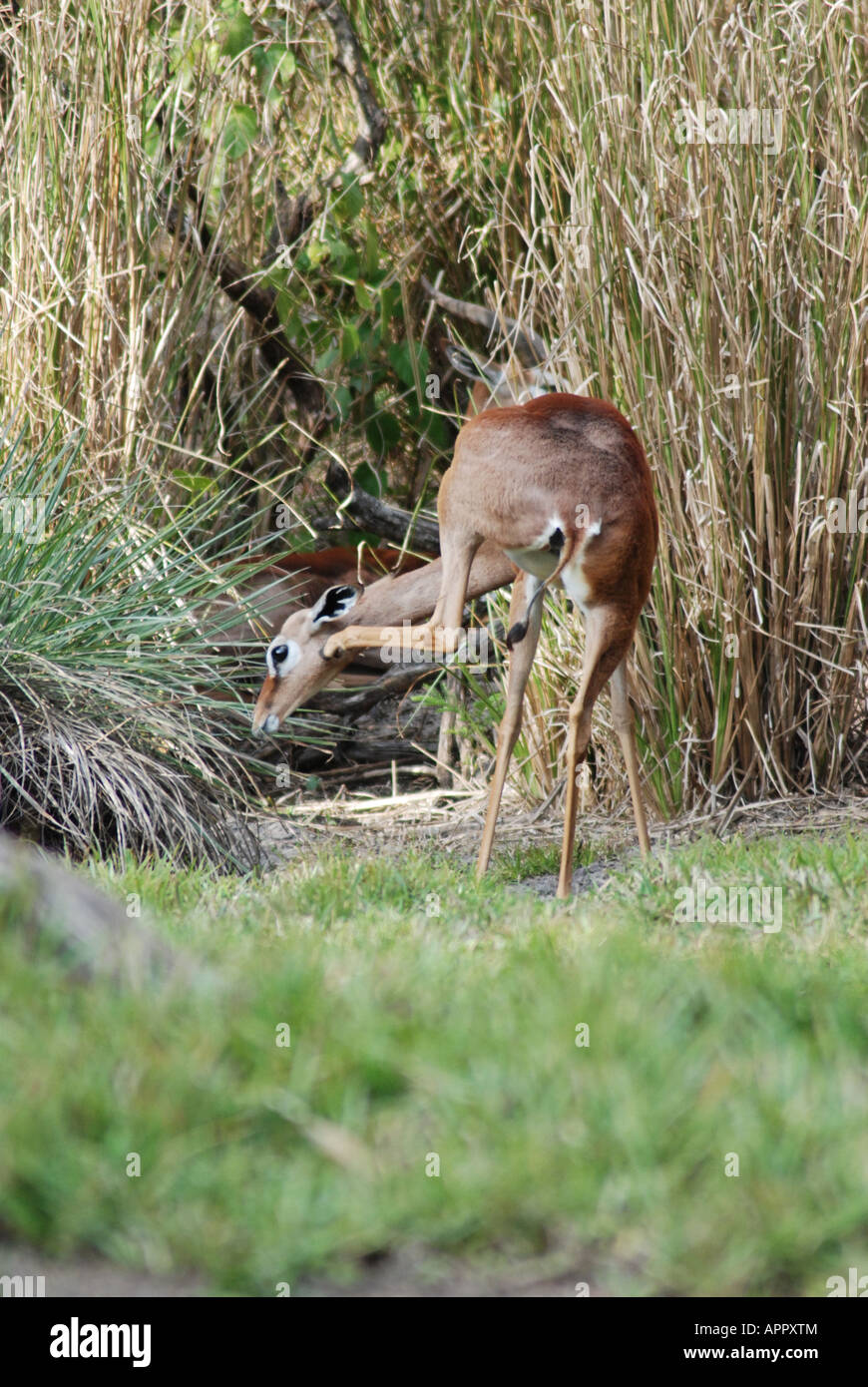 deer in woods scratching ear Stock Photo - Alamy