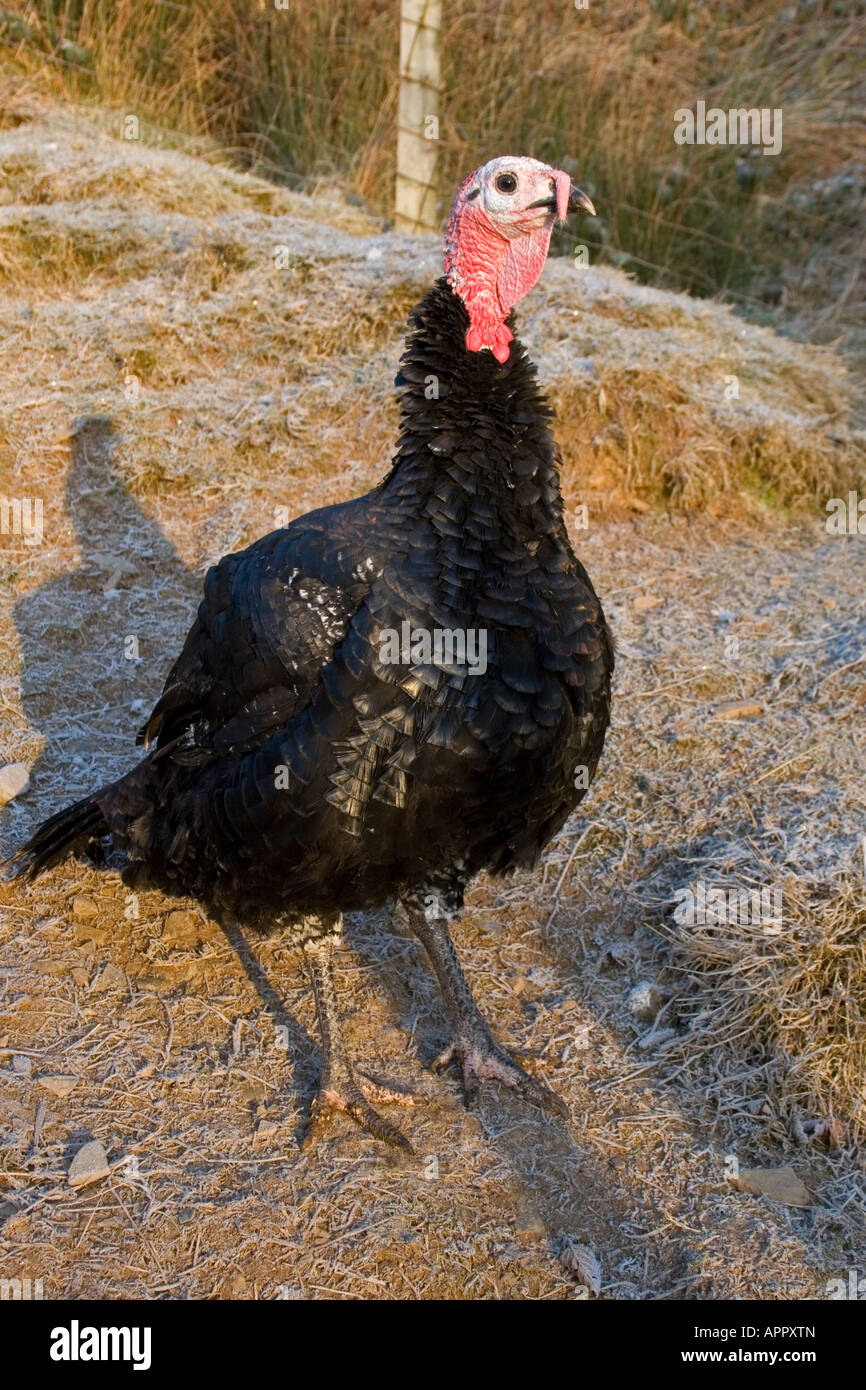 Turkey norfolk black hi-res stock photography and images - Alamy