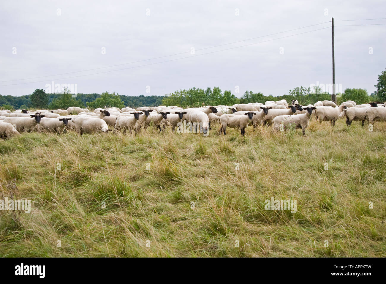 German Blackheaded Mutton sheep, meat and wool variety / type Stock ...