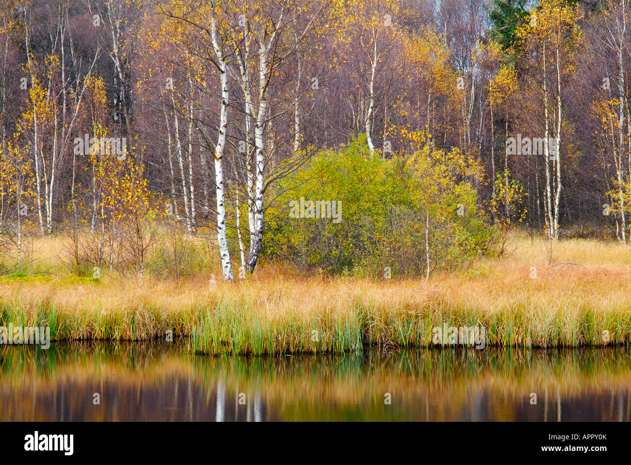 Fall impression "Red Moor Stock Photo - Alamy