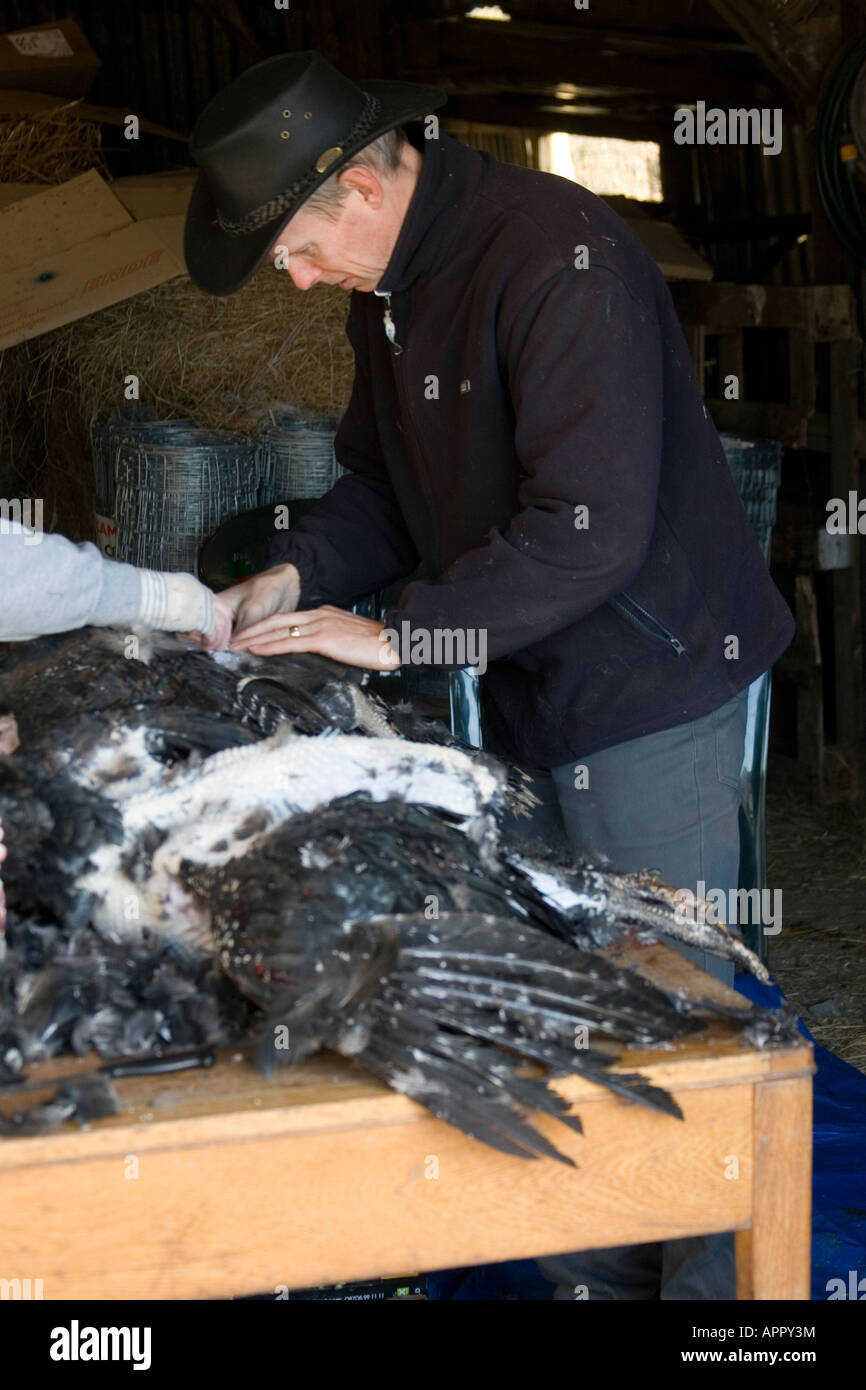PLUCKING TURKEYS REMOVING FEATHERS Stock Photo - Alamy