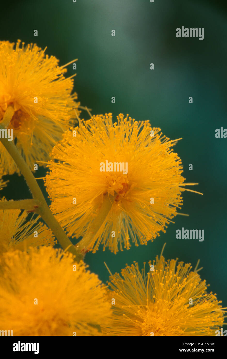 Acacia dealbata Acacia dealbata golden yellow cheerful sunny fireballs ...