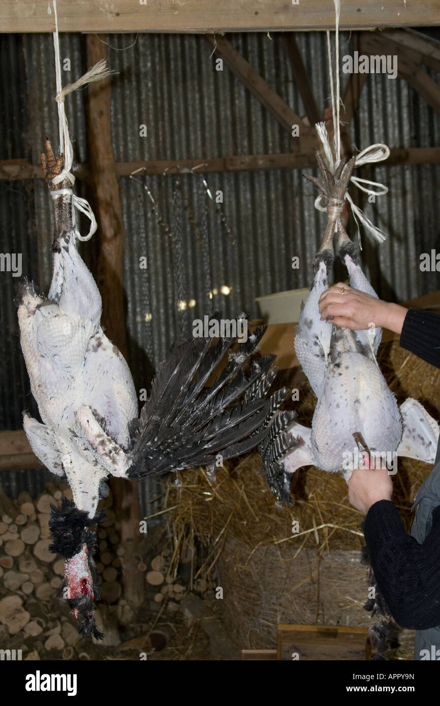 PLUCKING TURKEYS REMOVING UNDER DEVELOPED QUILLS Stock Photo - Alamy