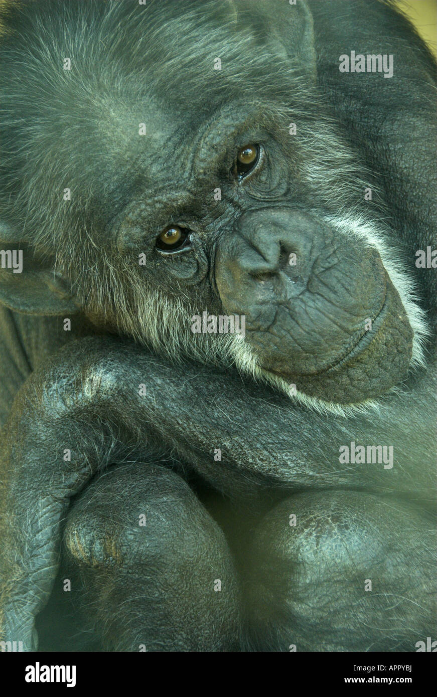 Chimpanzee study hi-res stock photography and images - Alamy
