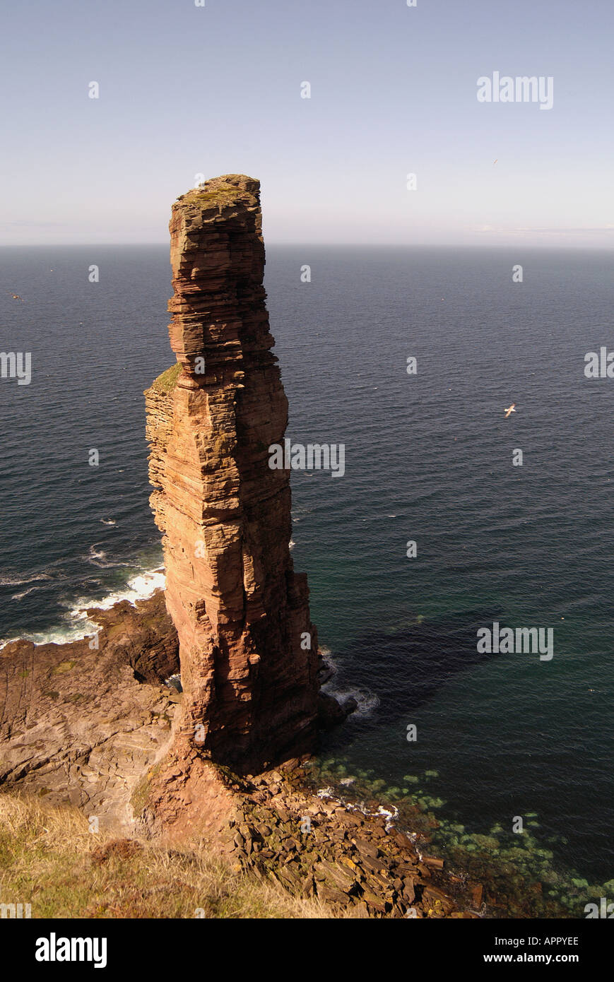 the rock stack known as the old man of hoy orkney scotland Stock Photo ...