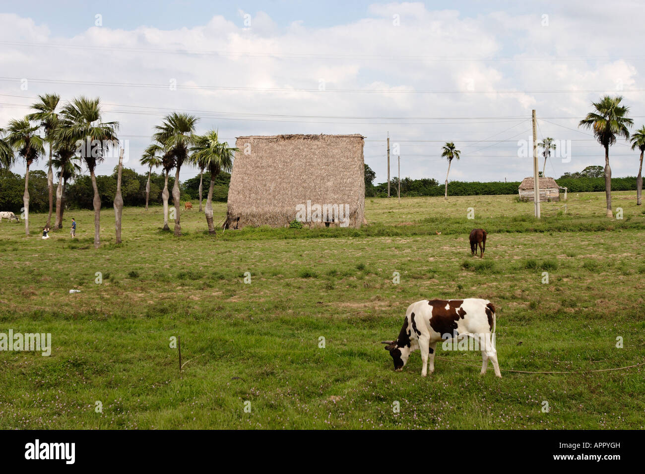 cow in Viñales, Cuba Stock Photo - Alamy