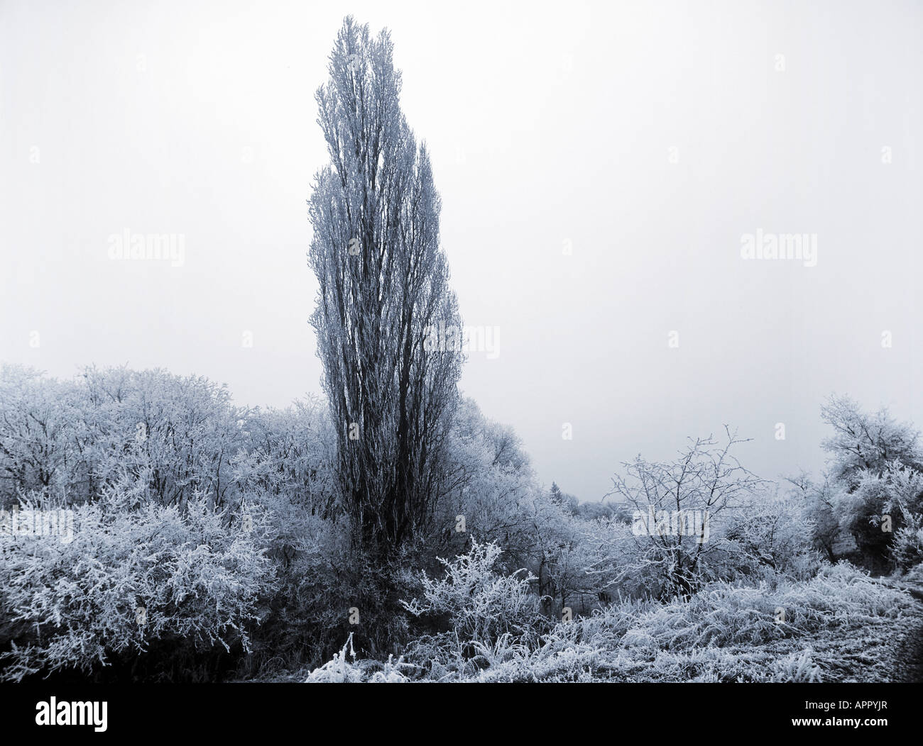 Tree and shrub covered with rime Stock Photo - Alamy