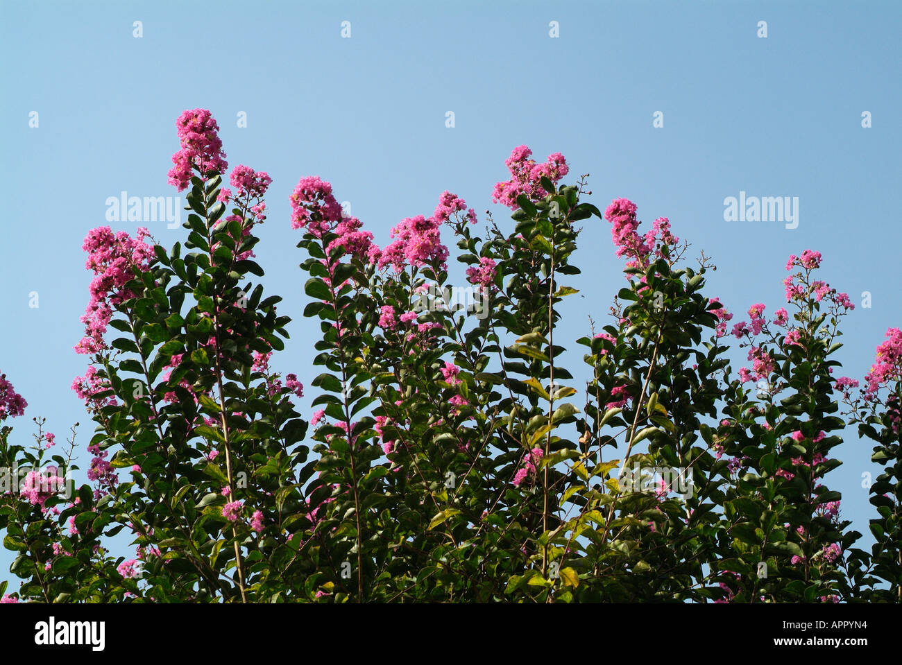 Istanbul flowers hi-res stock photography and images - Alamy