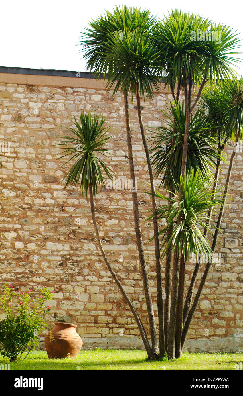 Palm tree in Topkapi Palace in Istanbul, Turkey Stock Photo - Alamy