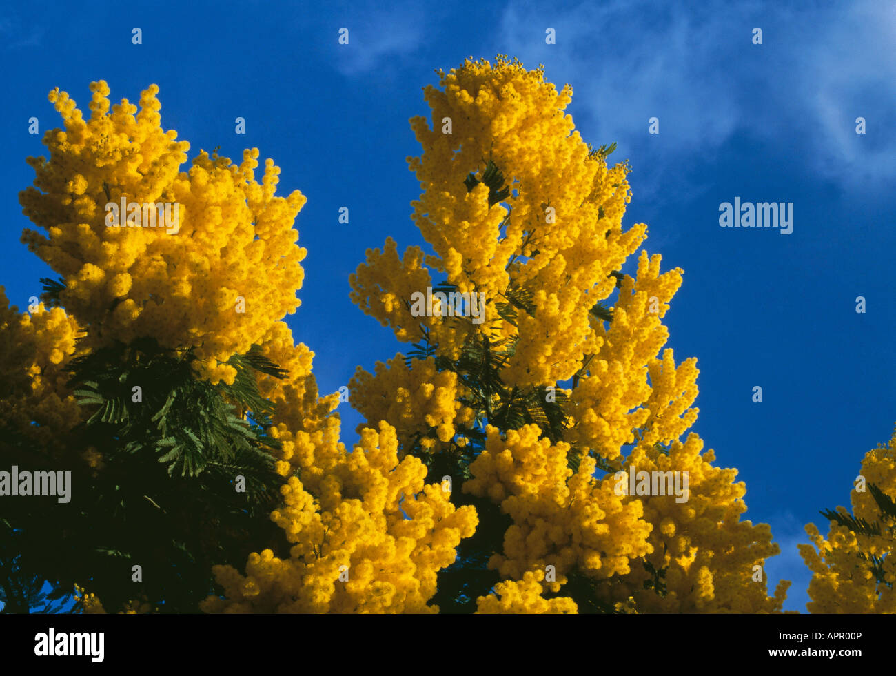 Acacia dealbata a yellow fire of flowers blazes in the blue ...