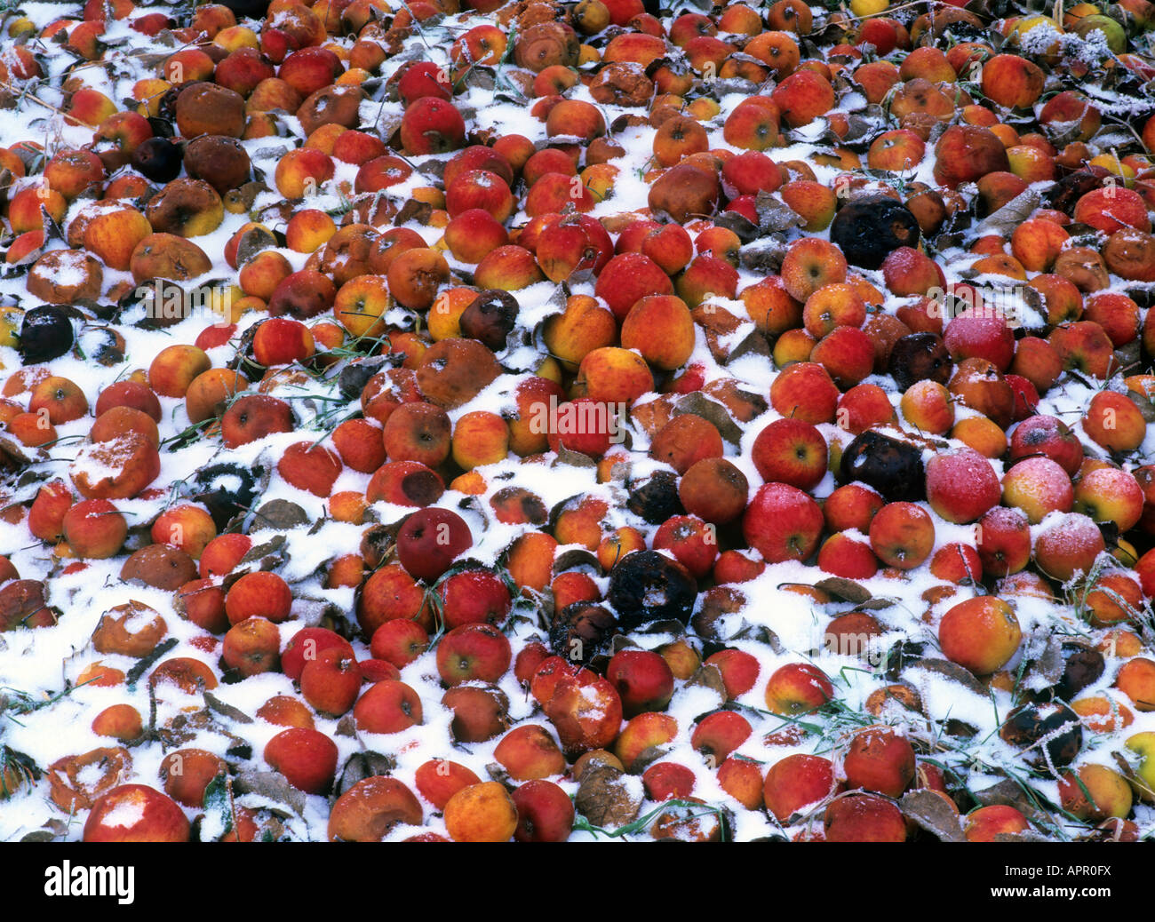 Totting fruit hi-res stock photography and images - Alamy