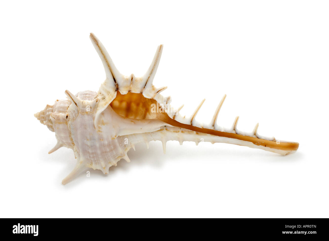 Spiky sea shell hi-res stock photography and images - Alamy