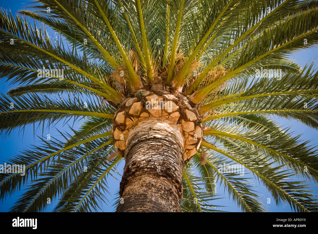 Bushy tops hi-res stock photography and images - Alamy