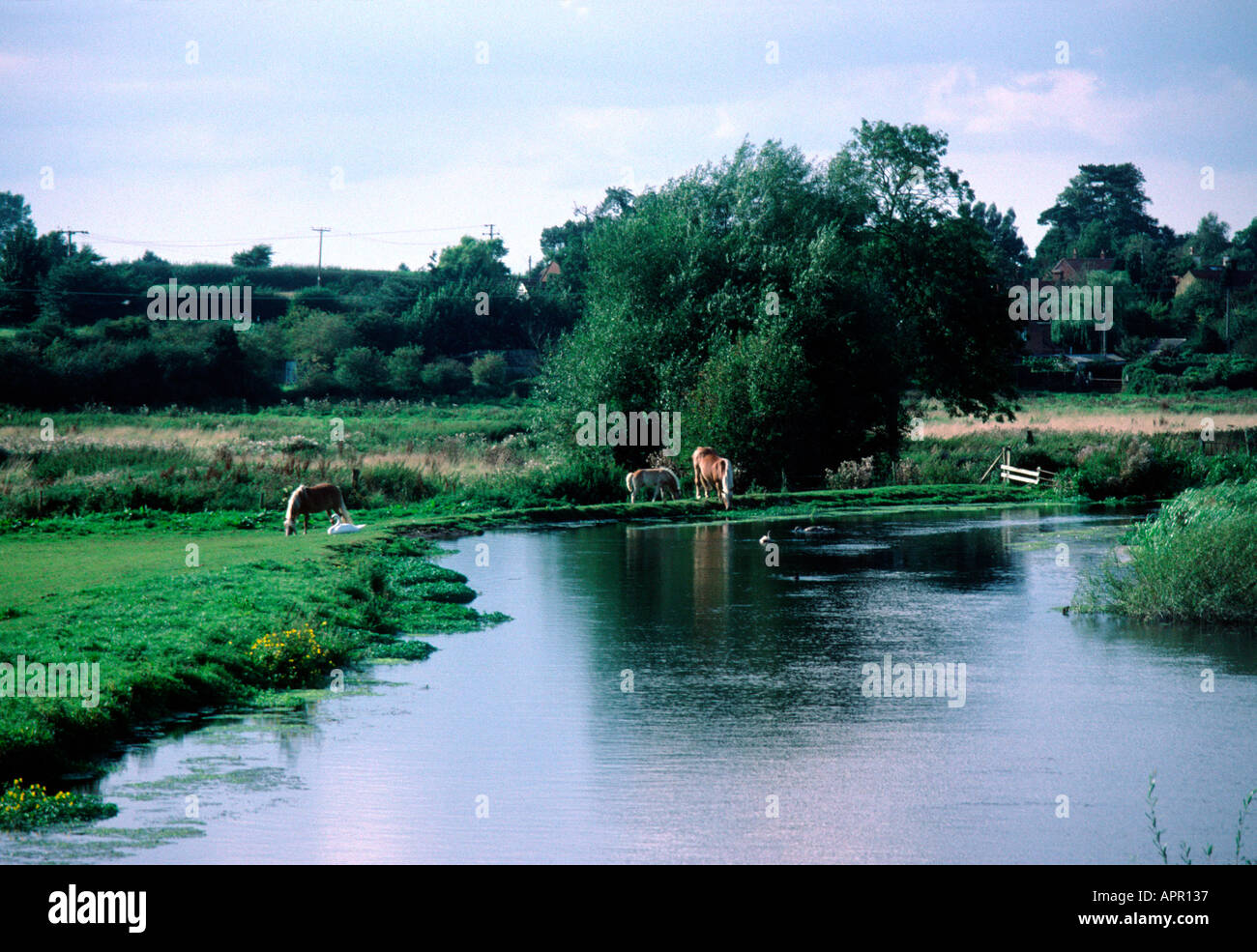 Water Meadow in the Bure Valley in Norfolk England Stock Photo - Alamy