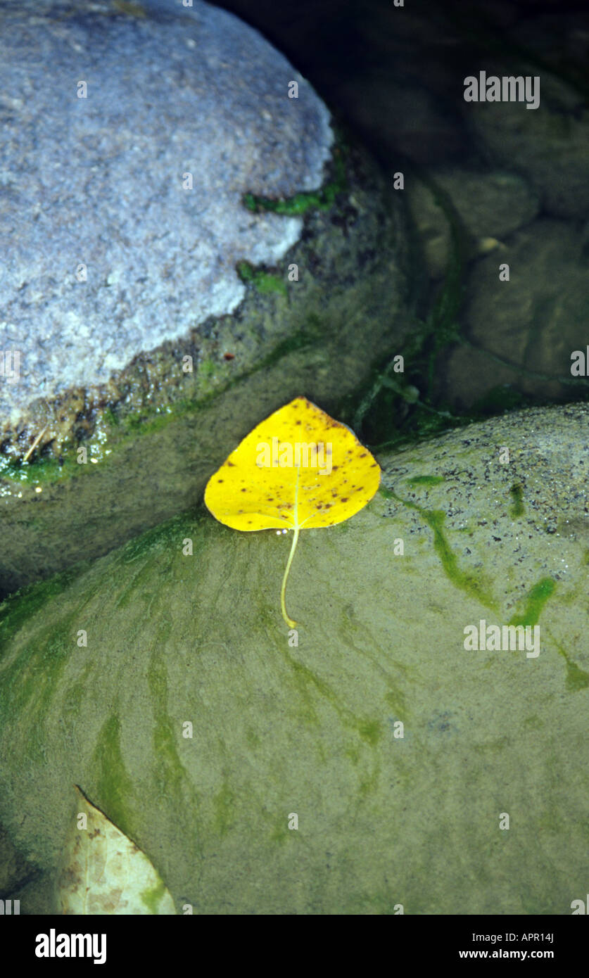 yellow leaf floating in water between rocks Stock Photo - Alamy