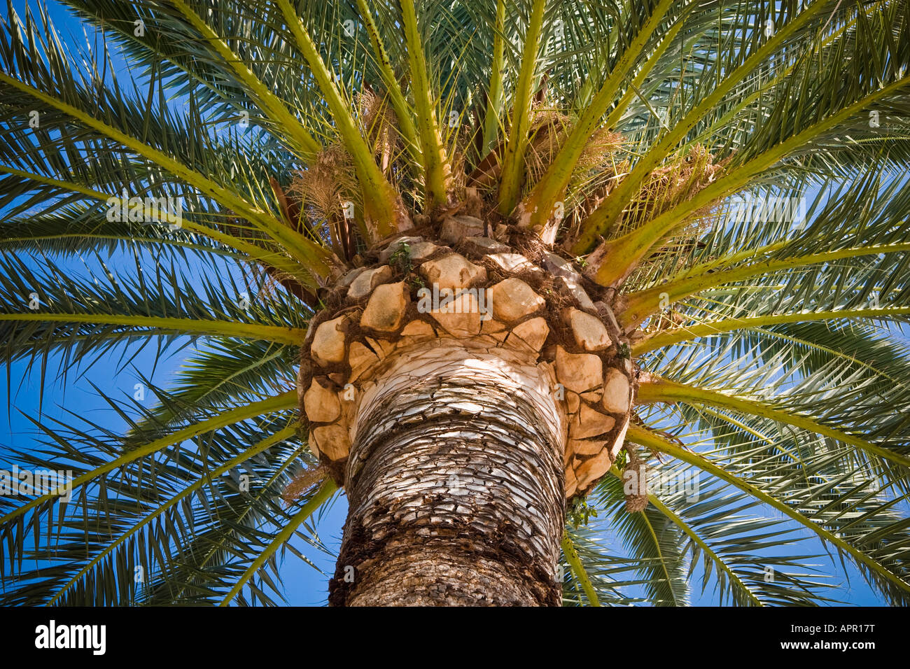 Mediterranean palm tree tops sunny Stock Photo - Alamy