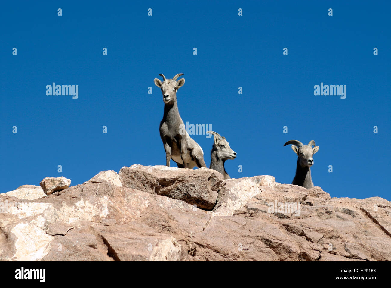 Mountain Goat On Dam