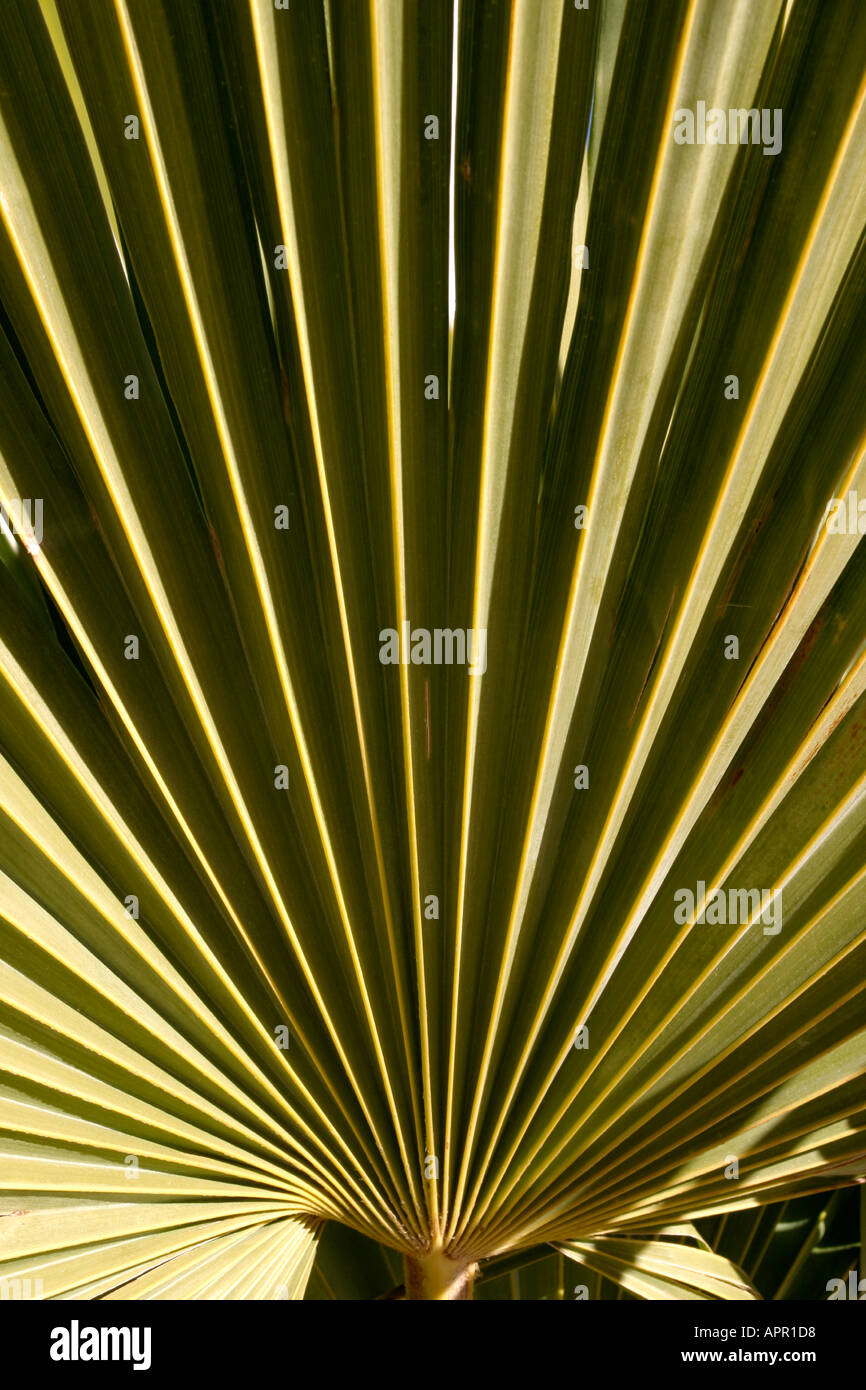 palm tree frawn frawns frond fronds bark sky blue look bract flag ...