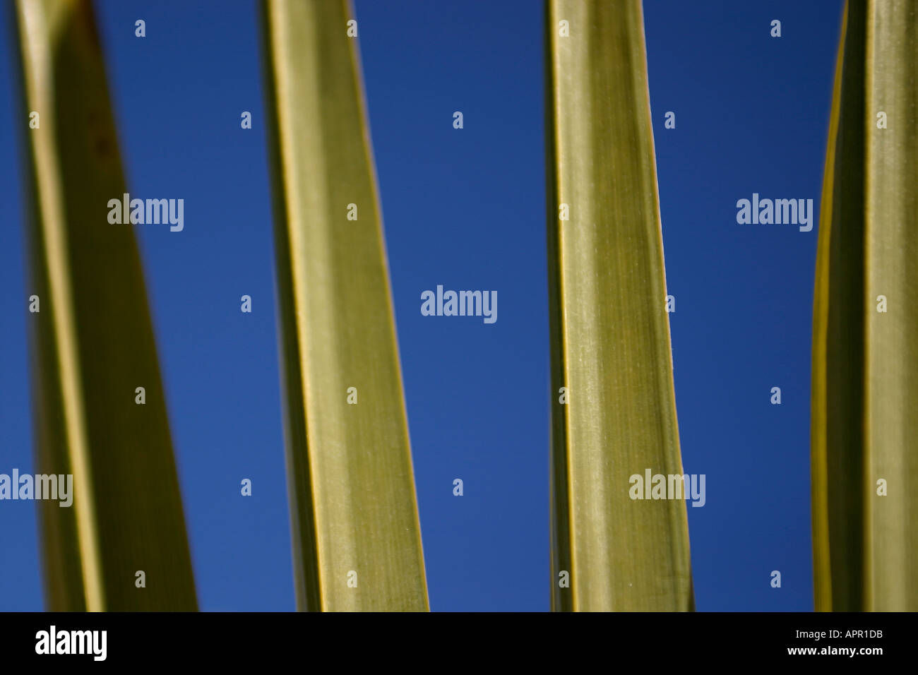 palm tree frawn frawns frond fronds bark sky blue look bract flag ...