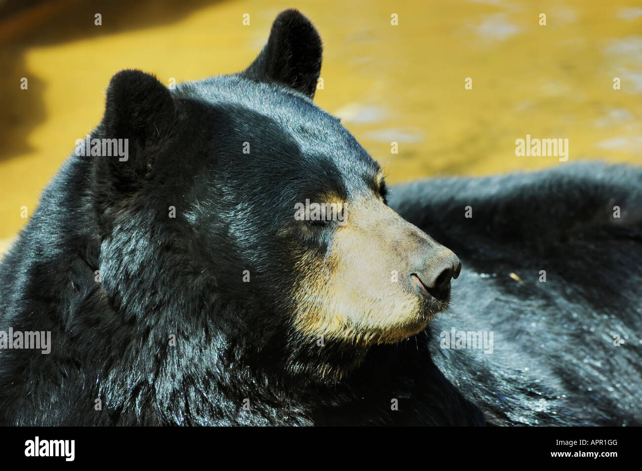 Portrait of a black bear in Kentucky USA Stock Photo - Alamy