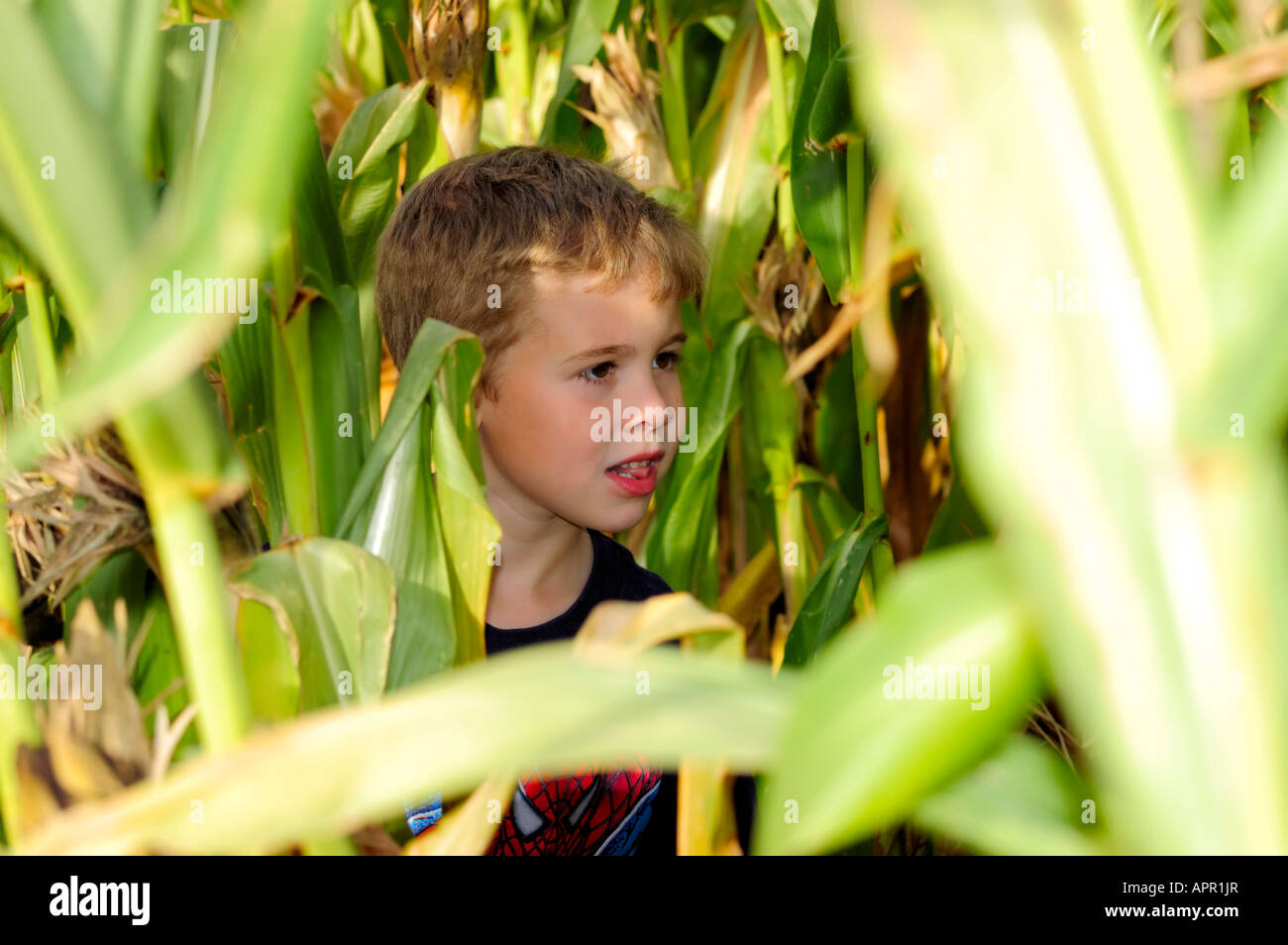 Young boy looking apprehensive in a thick stand of corn stalks in a ...